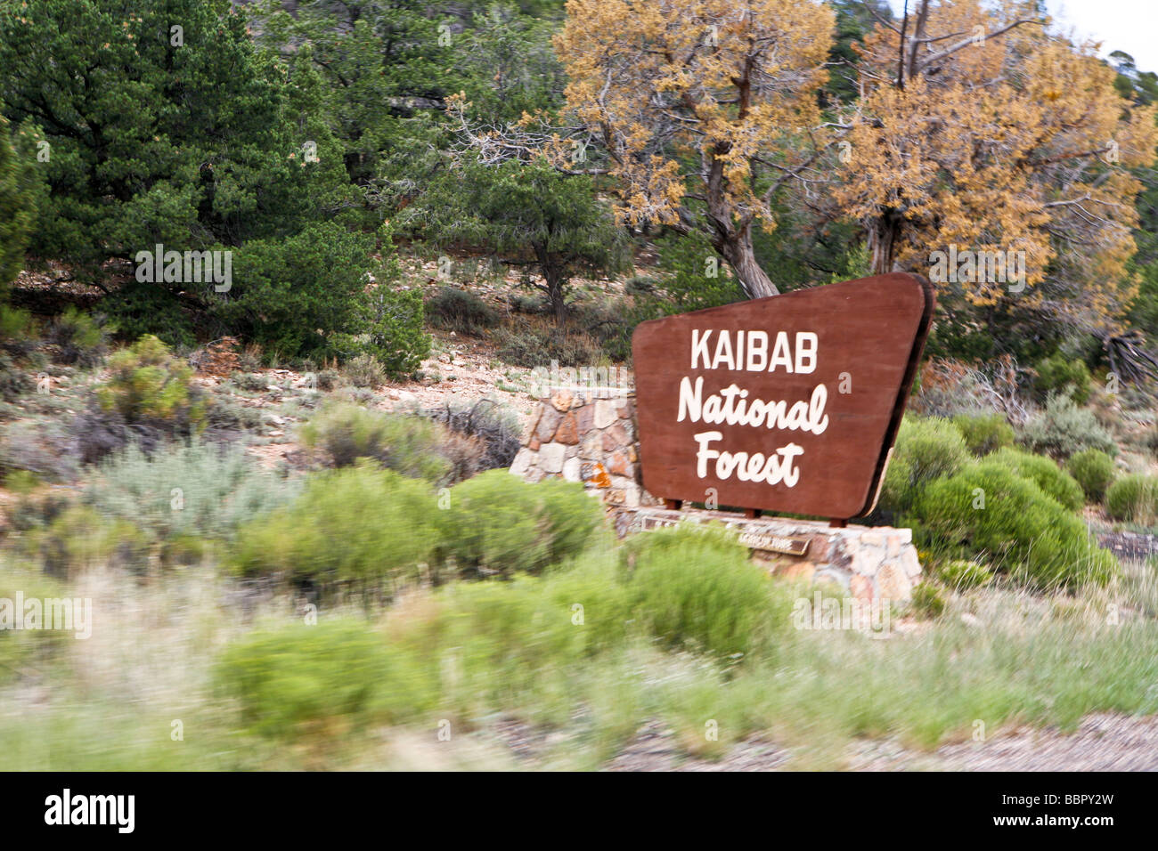 kaibab national forest, grand canyon national park, arizona, usa Stock ...