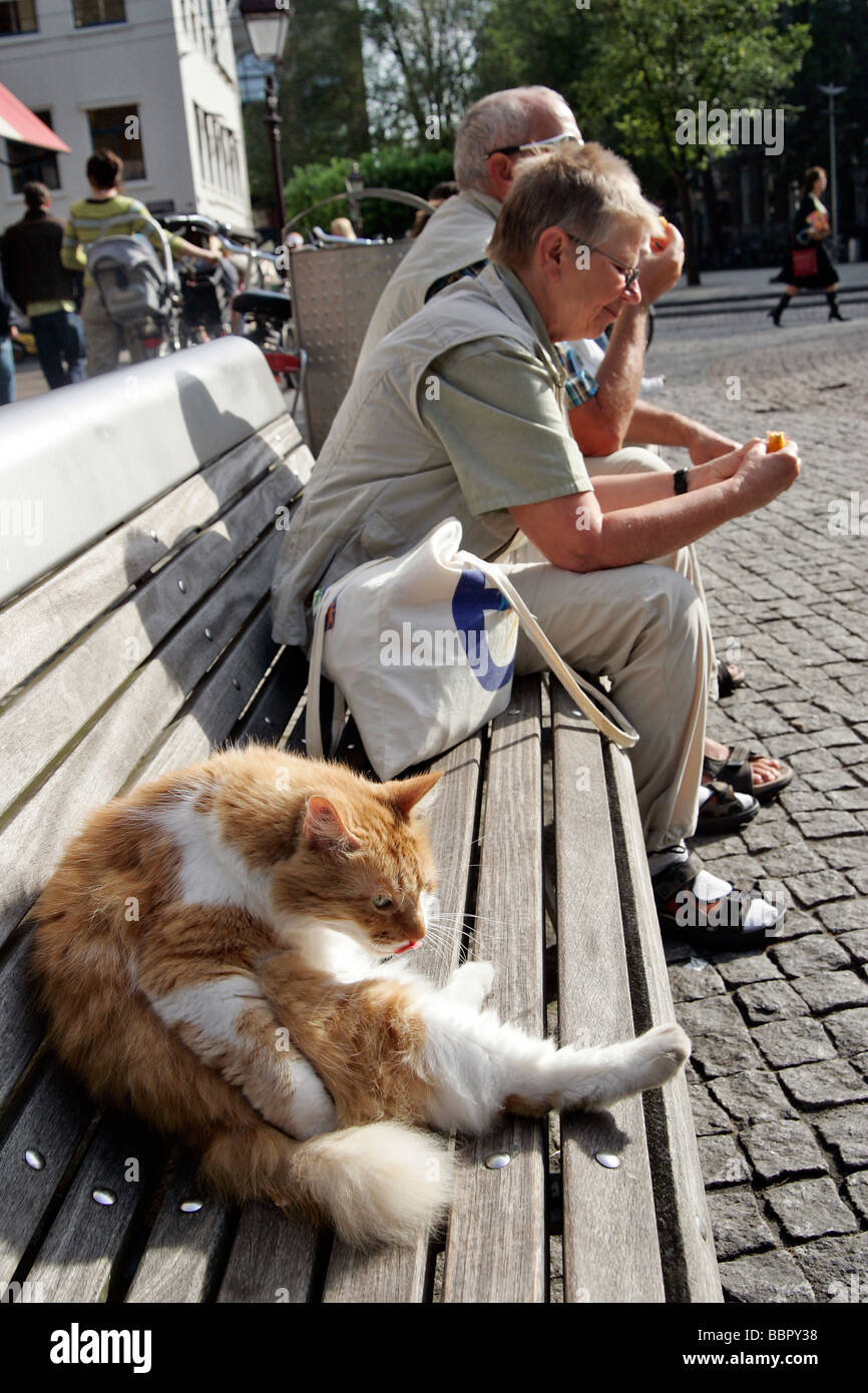 Cat washing itself hi-res stock photography and images - Alamy