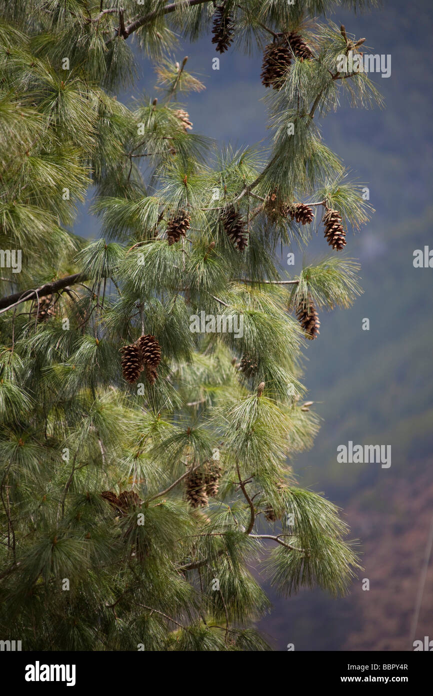 Pine tree with pine cones in mountains Bhutan Stock Photo - Alamy