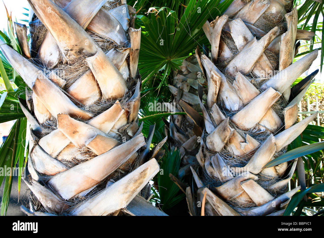 Close details palm tree trunks hi-res stock photography and images - Alamy