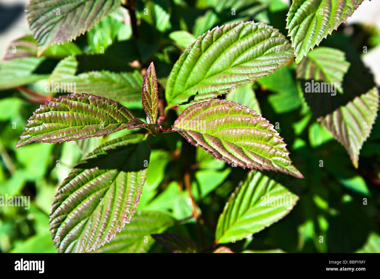 Rose plant leaves Stock Photo - Alamy