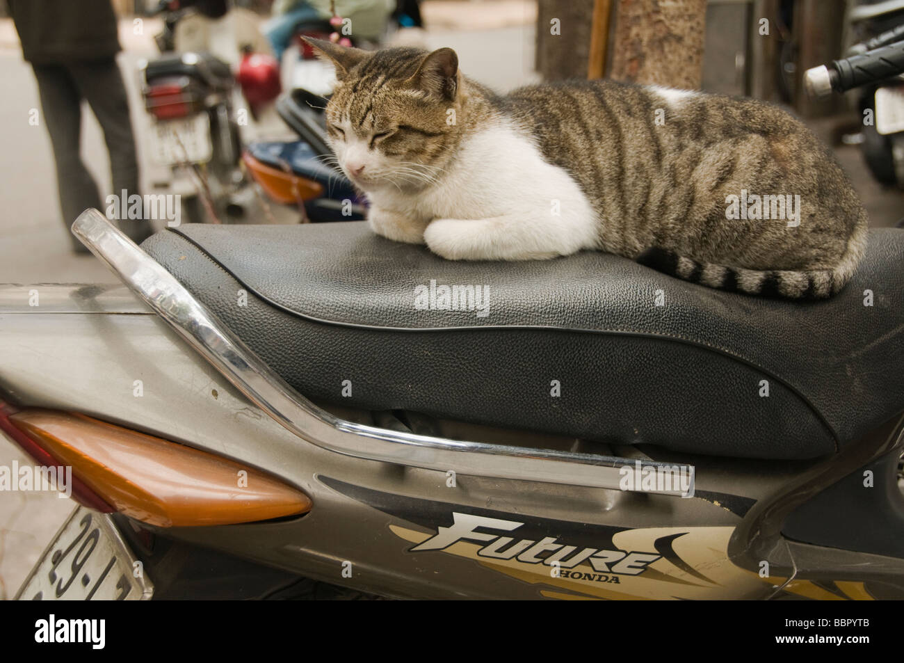cat napping in Hanoi Vietnam Stock Photo - Alamy