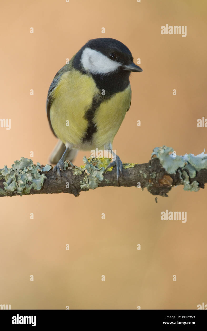 Female great tit (Parus major Stock Photo - Alamy