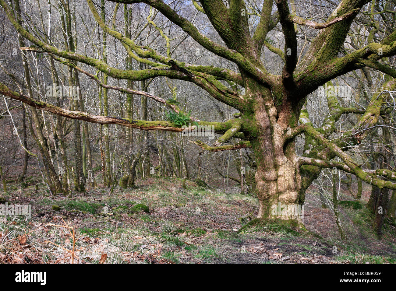 Resolven Stock Photos & Resolven Stock Images - Alamy