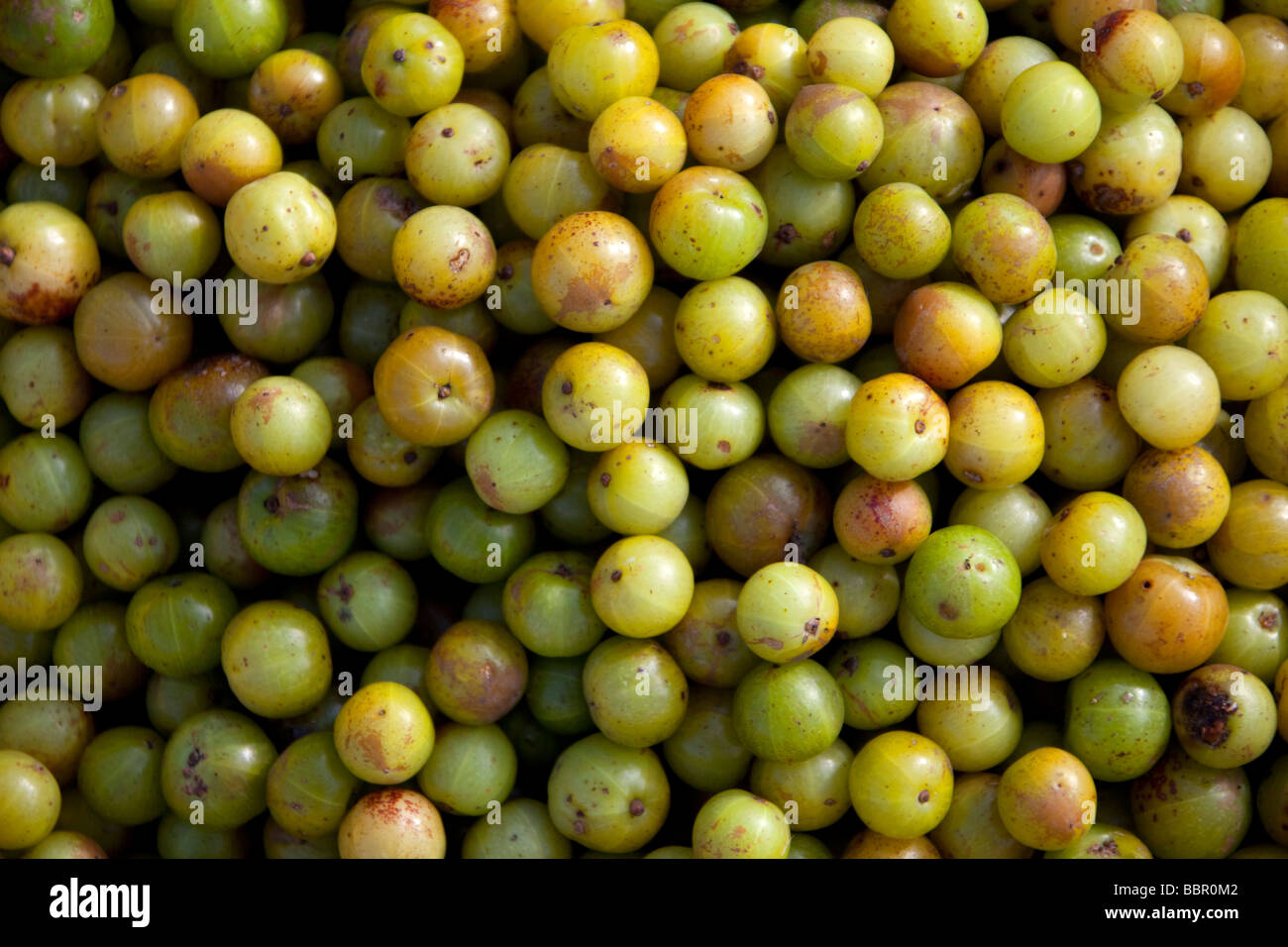 gooseberries Paro vegetables and fruit market, Bhutan, Asia Stock Photo ...