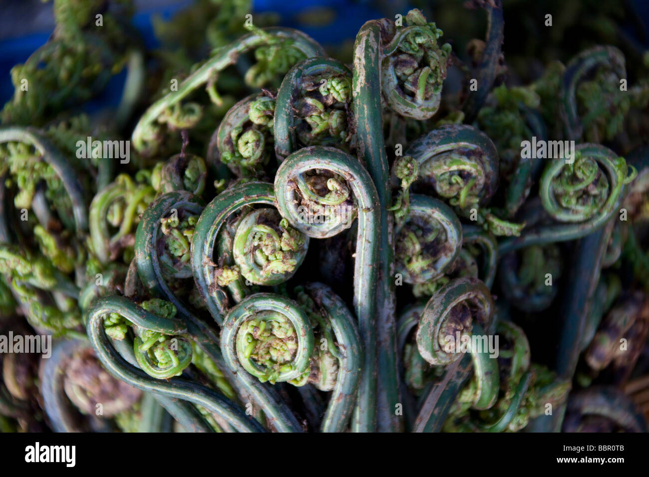 asparagus ferns Paro vegetables and fruit market, Bhutan, Asia Stock ...