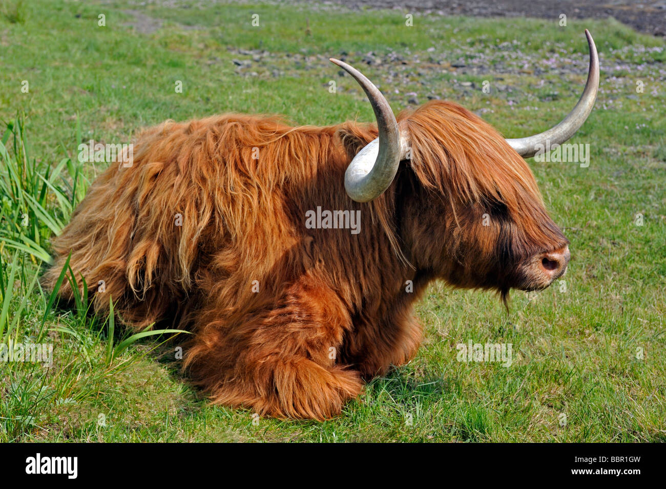 The highland breed hi-res stock photography and images - Alamy
