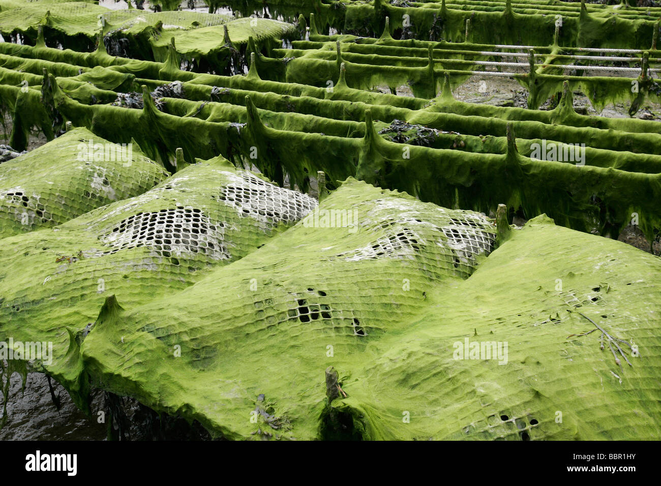 Shell fish beds hi-res stock photography and images - Alamy