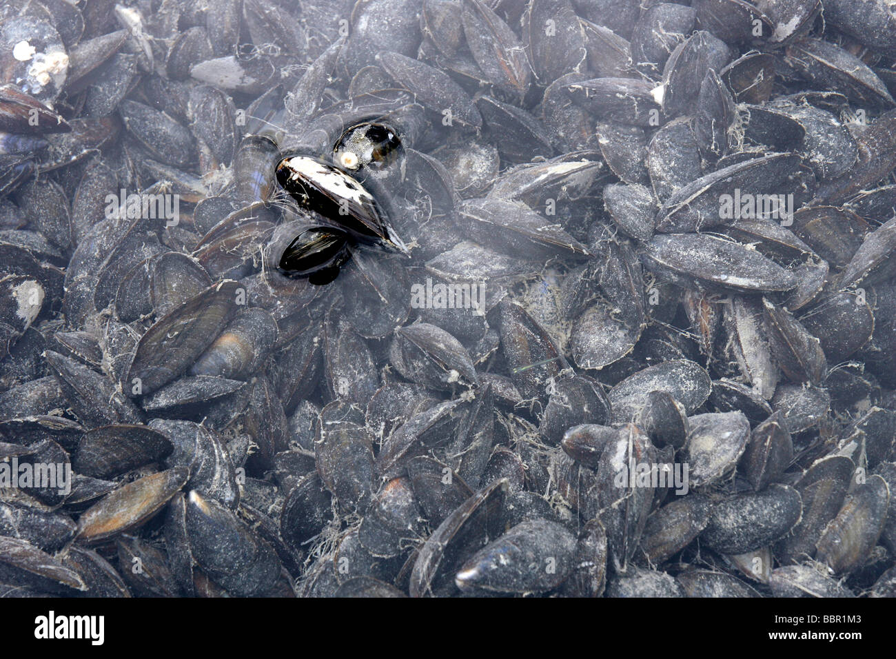 MUSSEL-BED MUSSELS, SHELLFISH FARMING, CANCALE, ILLE-ET-VILAINE (35 ...