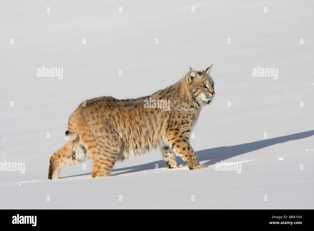 Bobcat in snow Stock Photo - Alamy