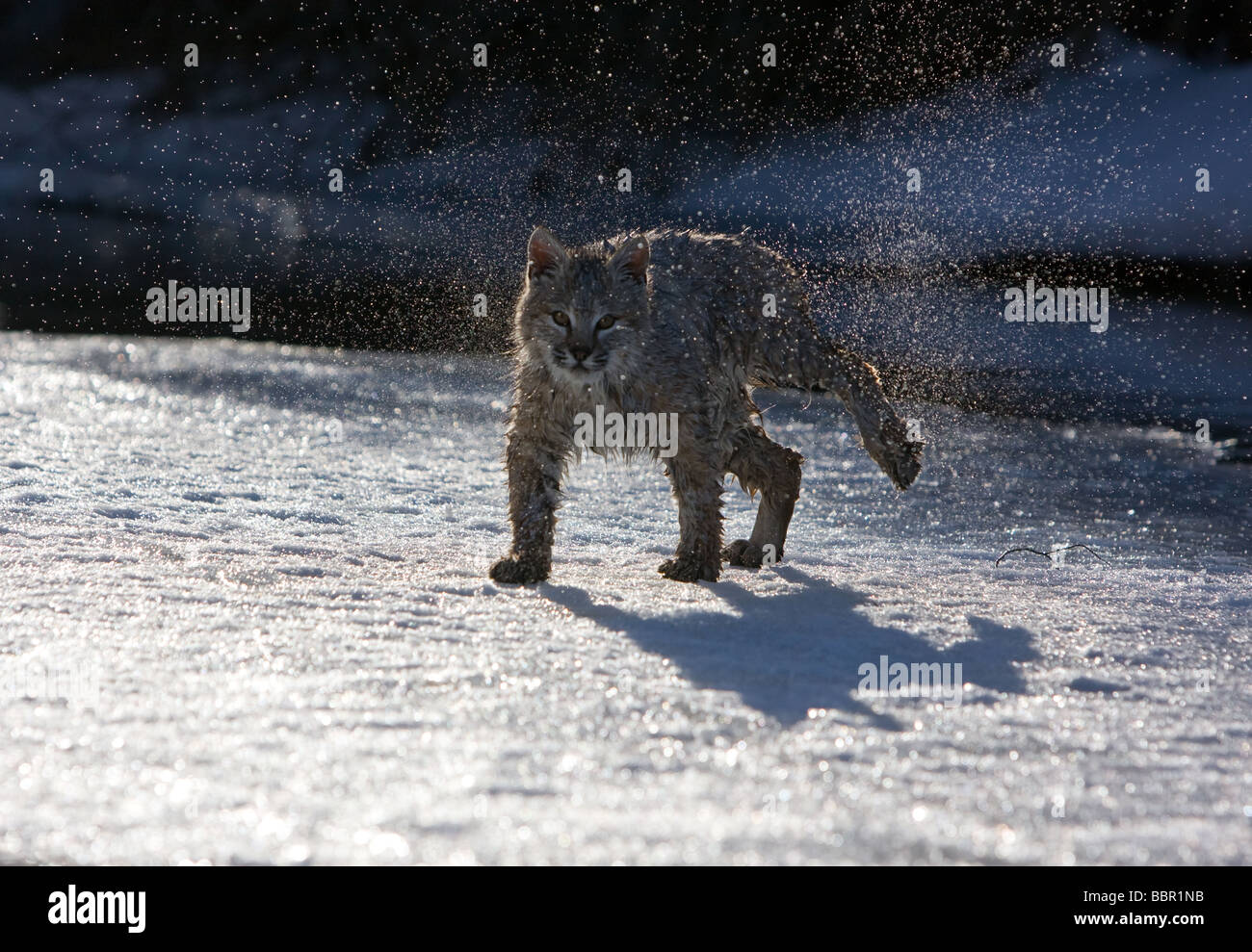 Cat shaking off water hi-res stock photography and images - Alamy