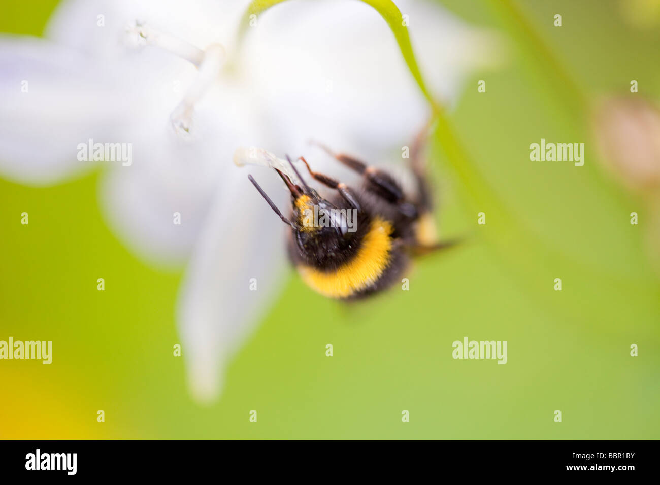 Bumblebee feeding on garden plants Stock Photo - Alamy