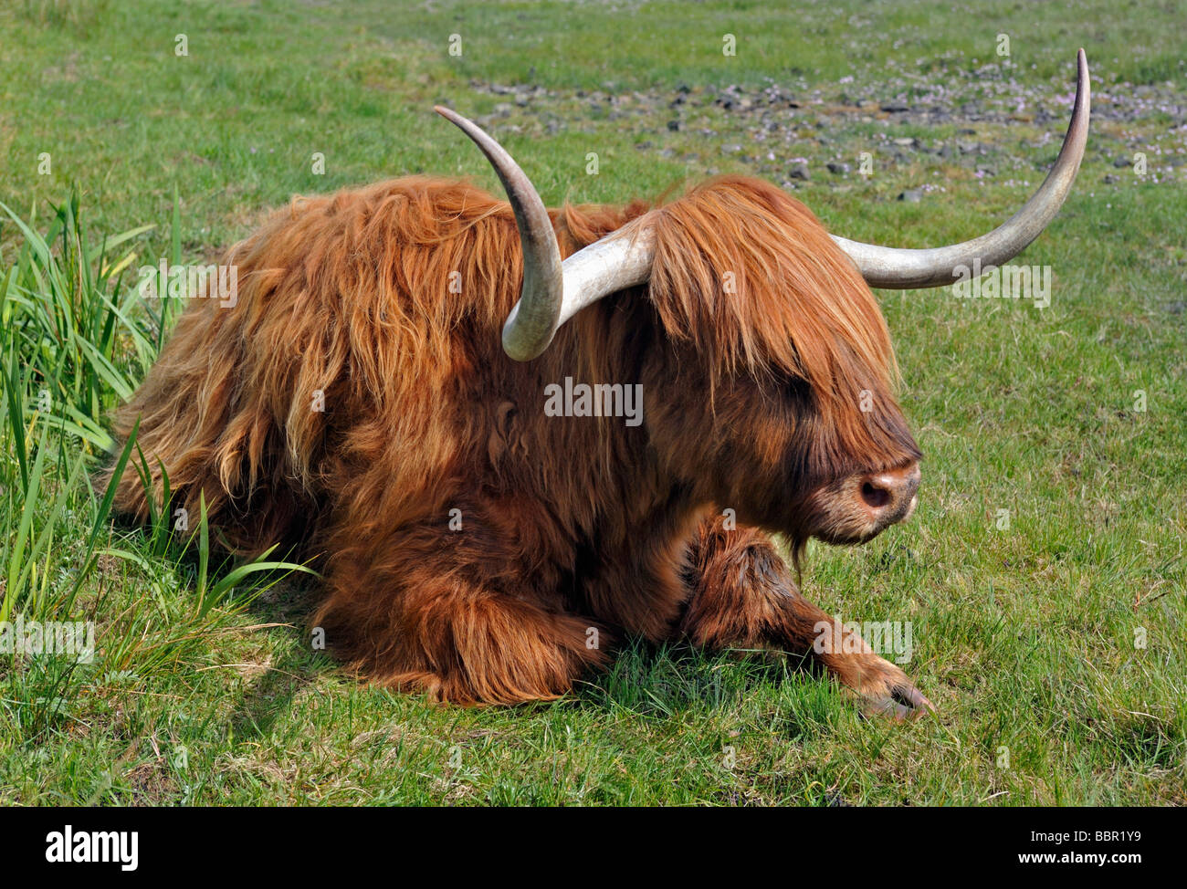 Highland breed of cattle. Bull Stock Photo - Alamy