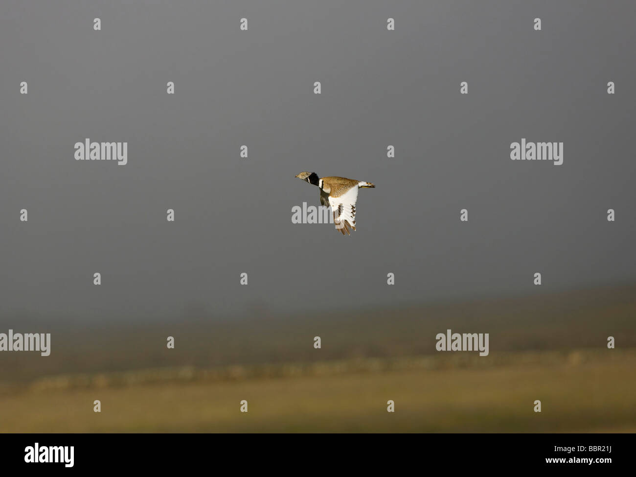 Male Little Bustard in flight Extremadura Spain Stock Photo - Alamy