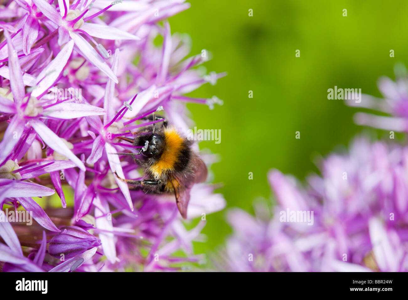 Bumblebee feeding on garden plants Stock Photo - Alamy