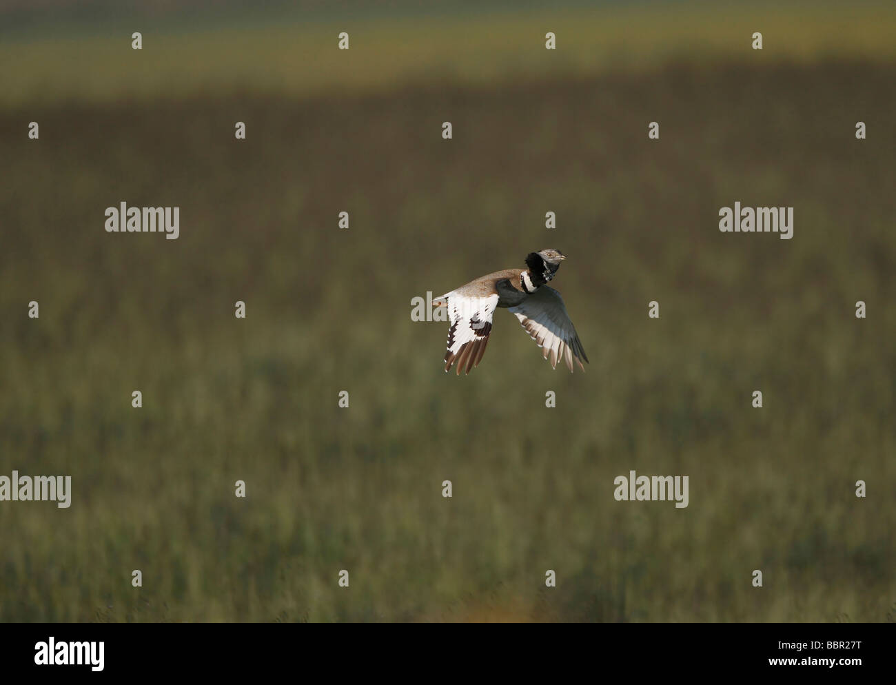 Male Little Bustard in flight Extremadura Spain Stock Photo - Alamy