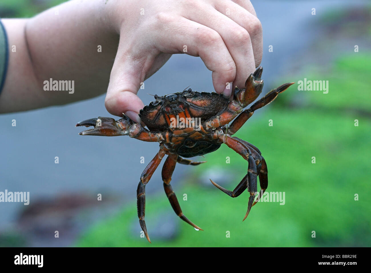 Shore Crab being held by young boy. England Stock Photo - Alamy