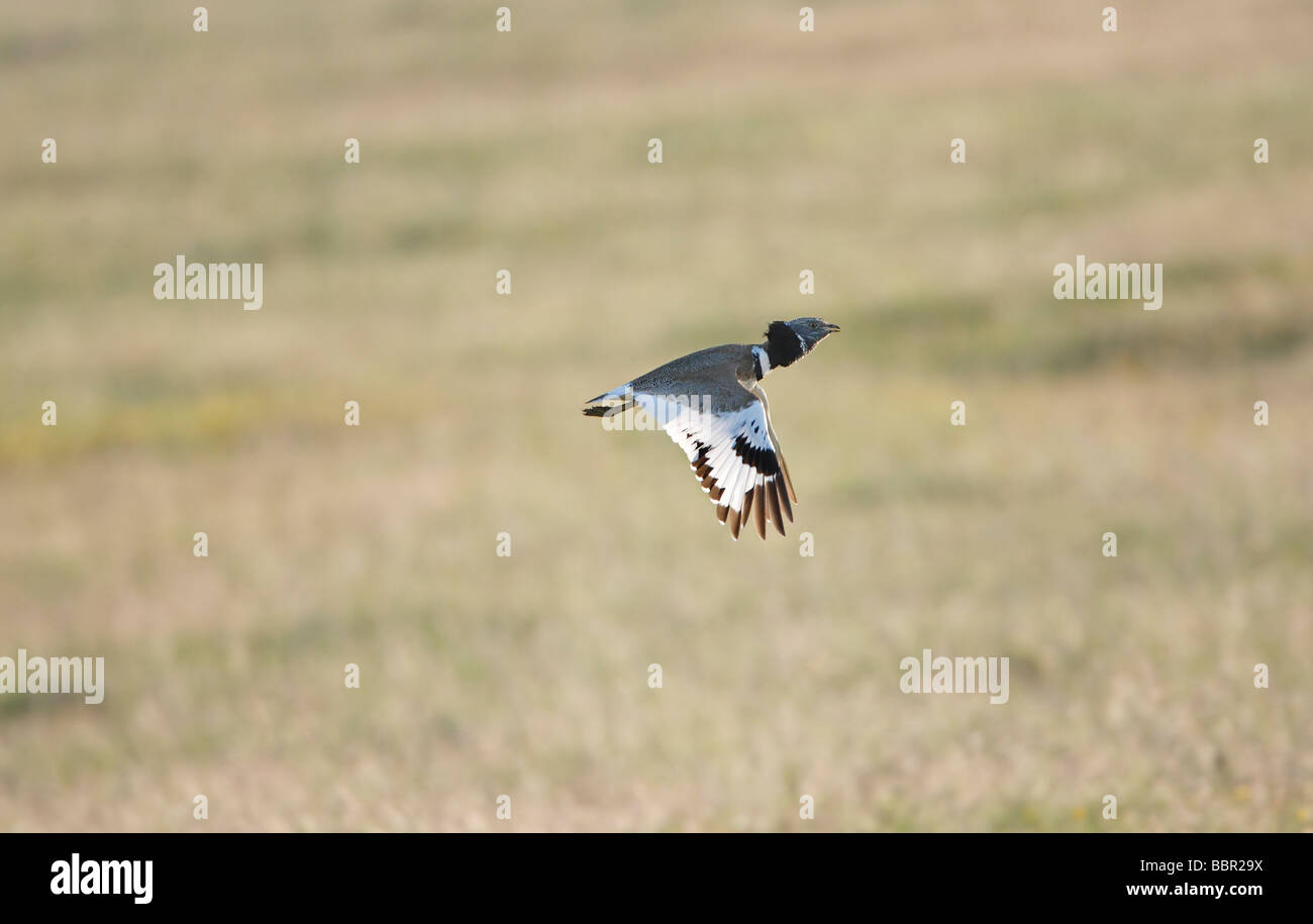 Male Little Bustard in flight Extremadura Spain Stock Photo - Alamy