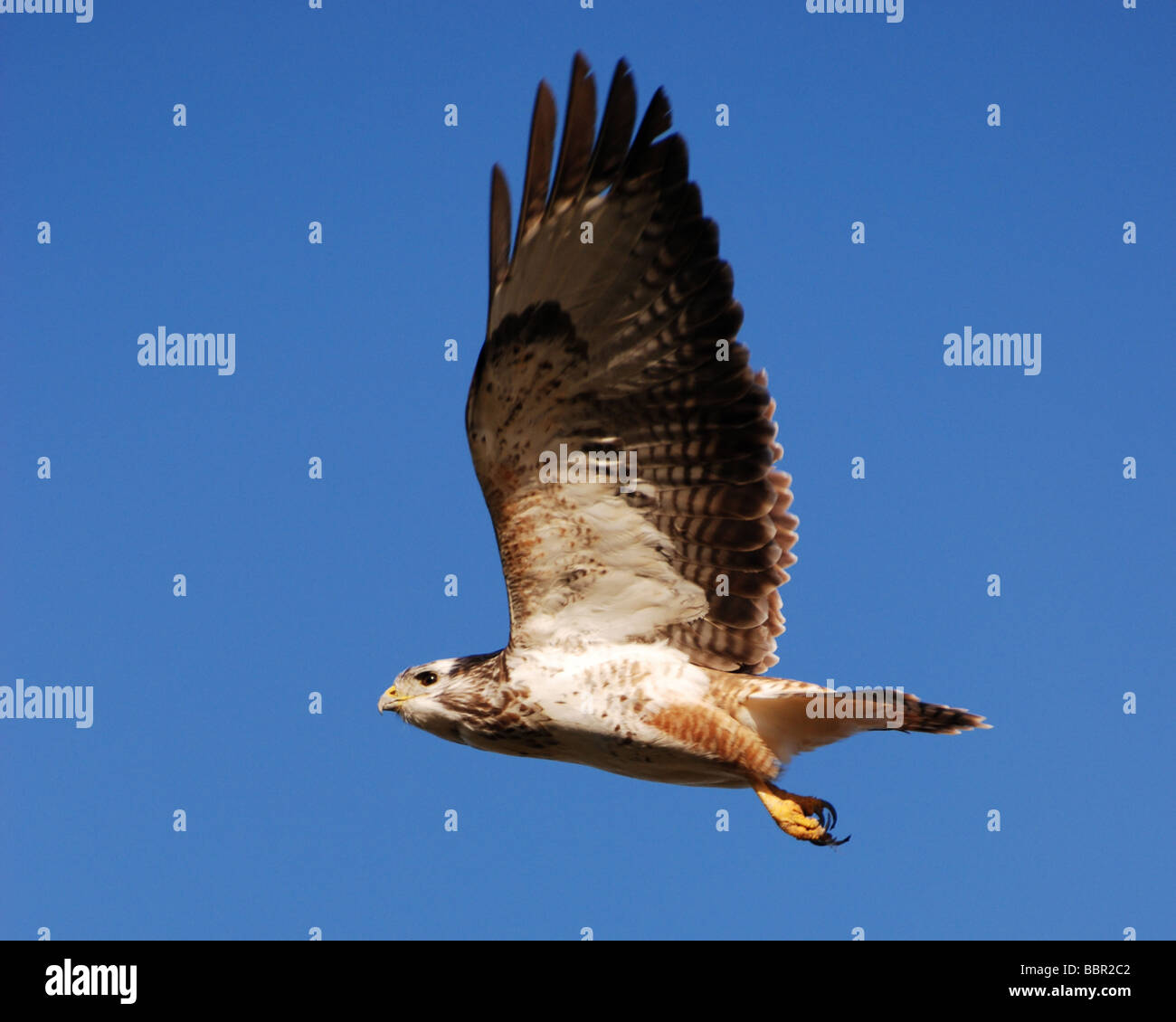 In flight flying bird hi-res stock photography and images - Alamy