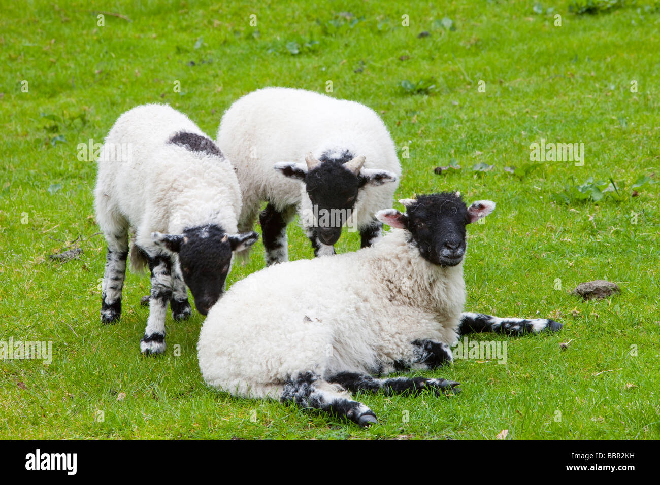 Spring lamb lake district hi-res stock photography and images - Alamy