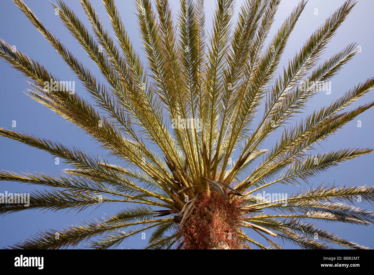 A palm tree seen from below Stock Photo - Alamy