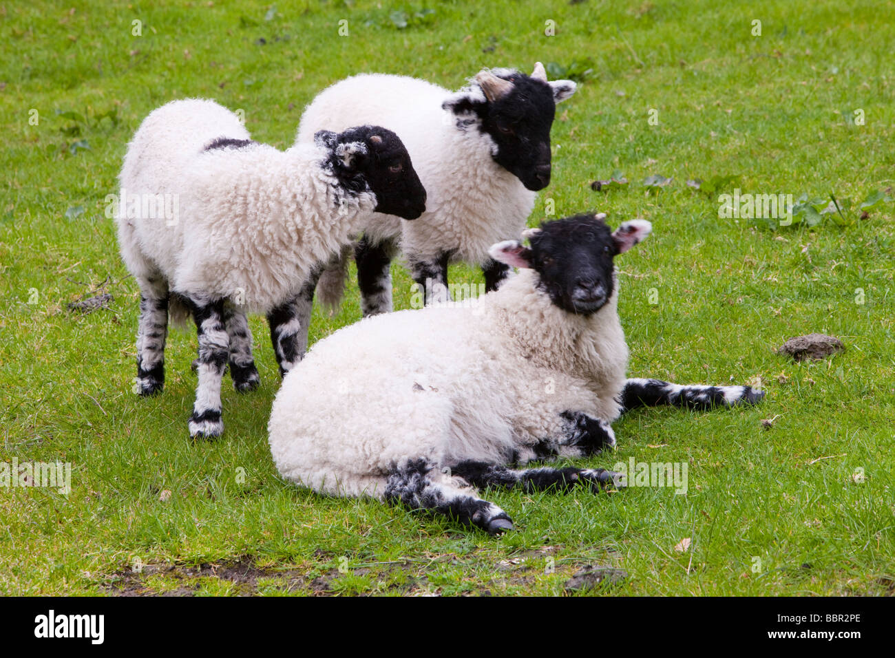 Spring lambs in Ambleside Lake District UK Stock Photo - Alamy