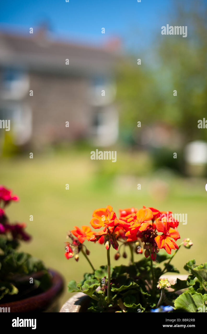English country garden, Fraddam, Cornwall Stock Photo - Alamy