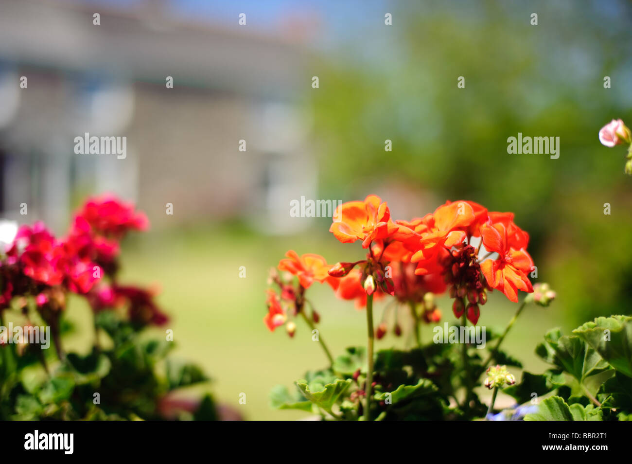 English country garden, Fraddam, Cornwall Stock Photo - Alamy