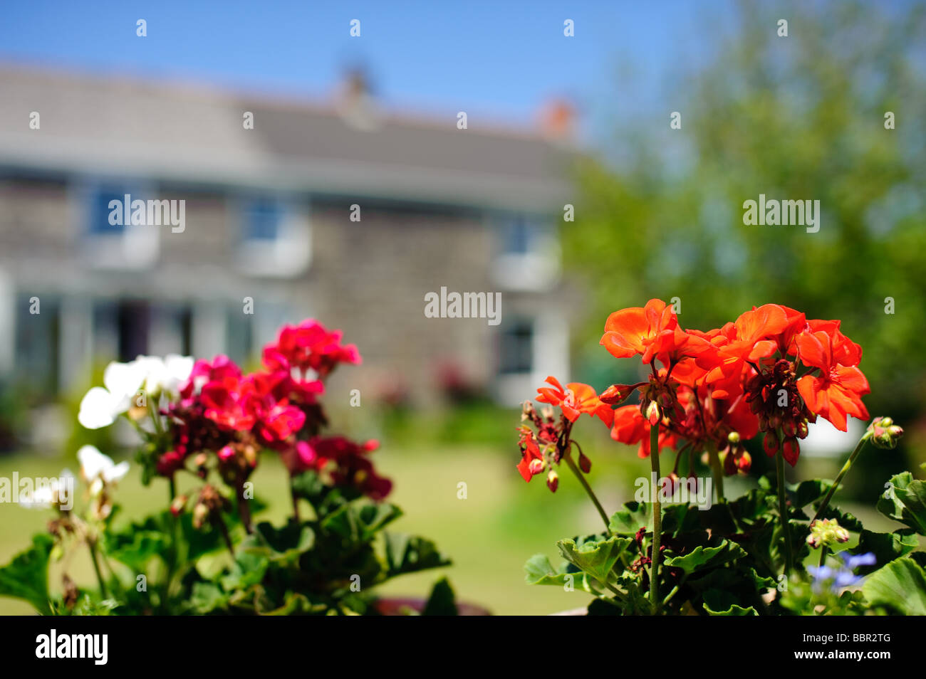 English country garden, Fraddam, Cornwall Stock Photo - Alamy