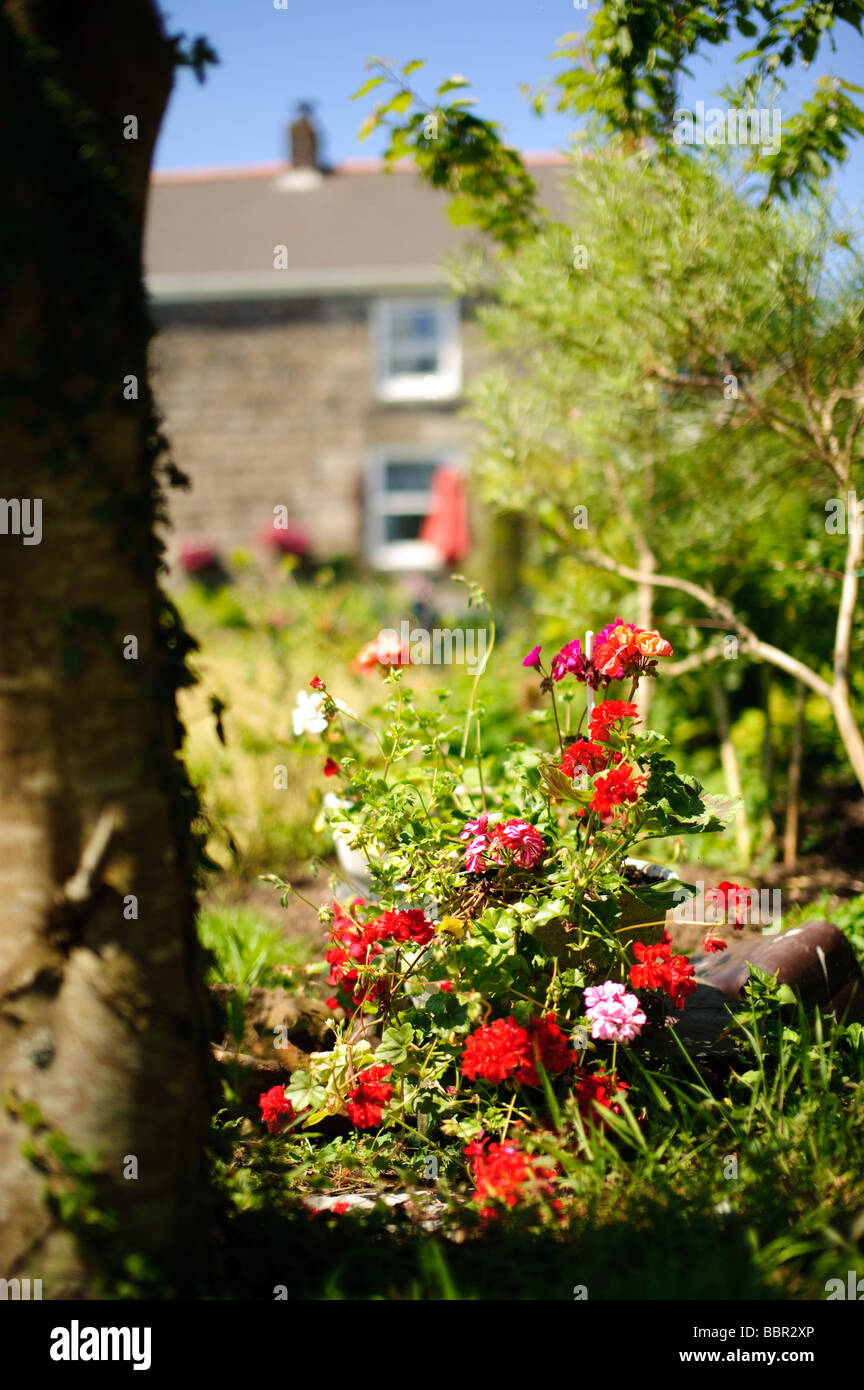 English country garden, Fraddam, Cornwall Stock Photo - Alamy