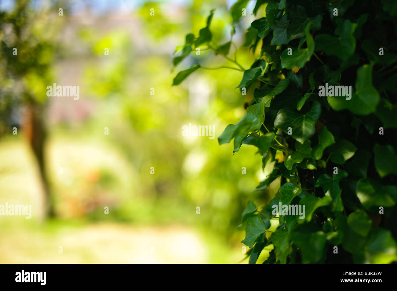 English country garden, Fraddam, Cornwall Stock Photo - Alamy