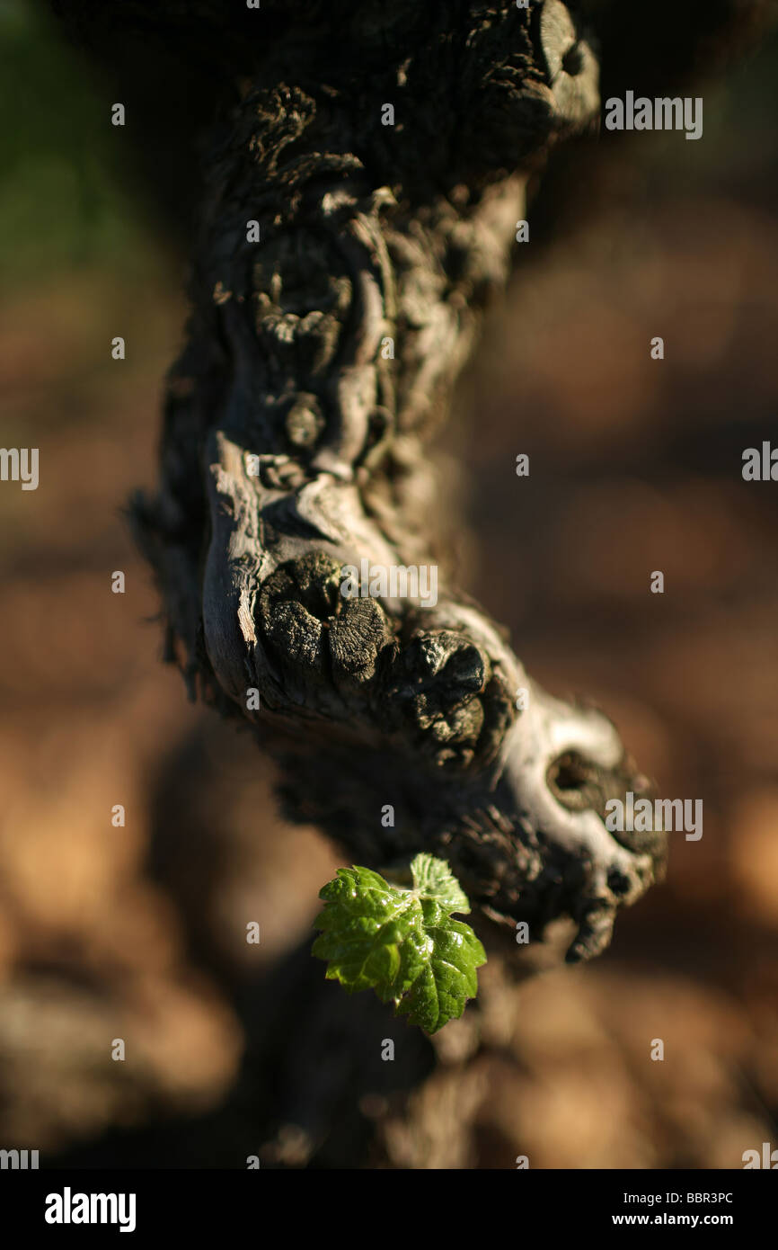 OLD GRAPEVINES IN PROVENCE AT THE CHATEAU REAL MARTIN, VAR (83 Stock ...
