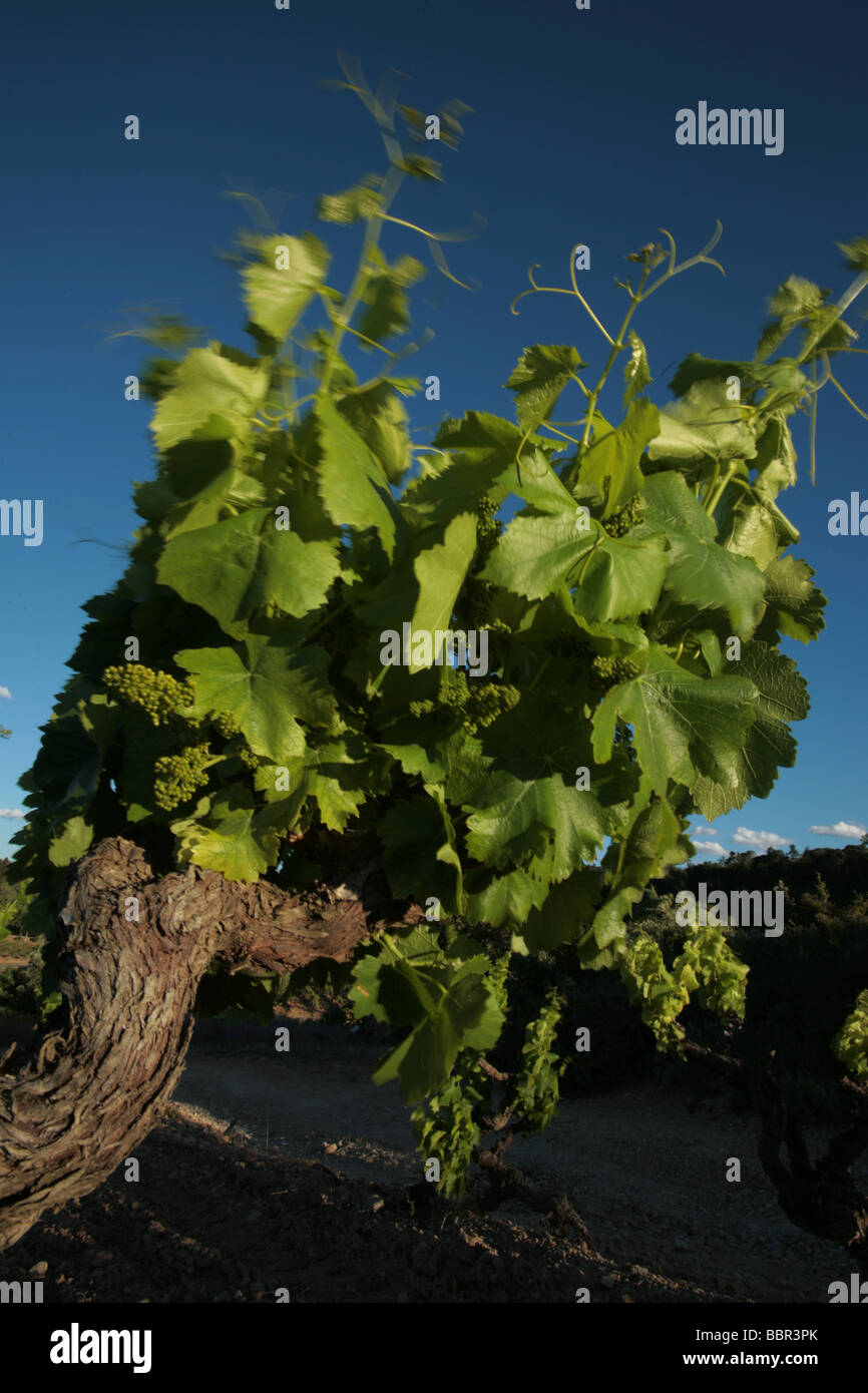 OLD GRAPEVINES IN PROVENCE AT THE CHATEAU REAL MARTIN, VAR (83 Stock ...