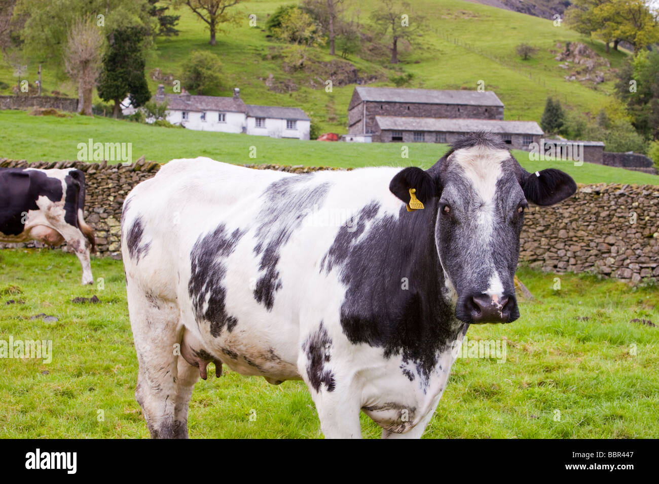 Farm house uk cows hi-res stock photography and images - Alamy
