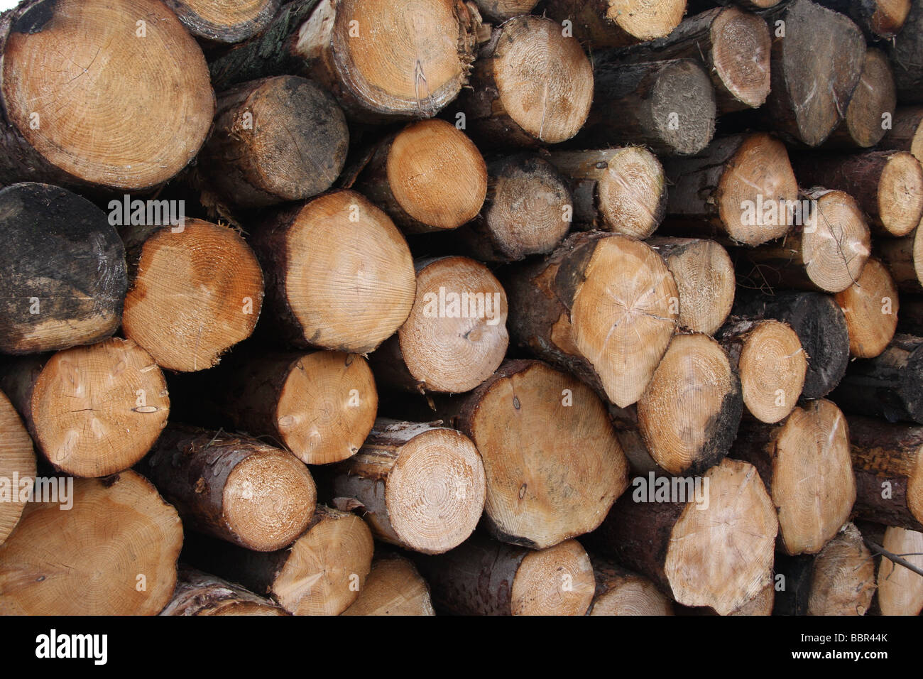 Logs stacked at woodyard after felling Stock Photo - Alamy