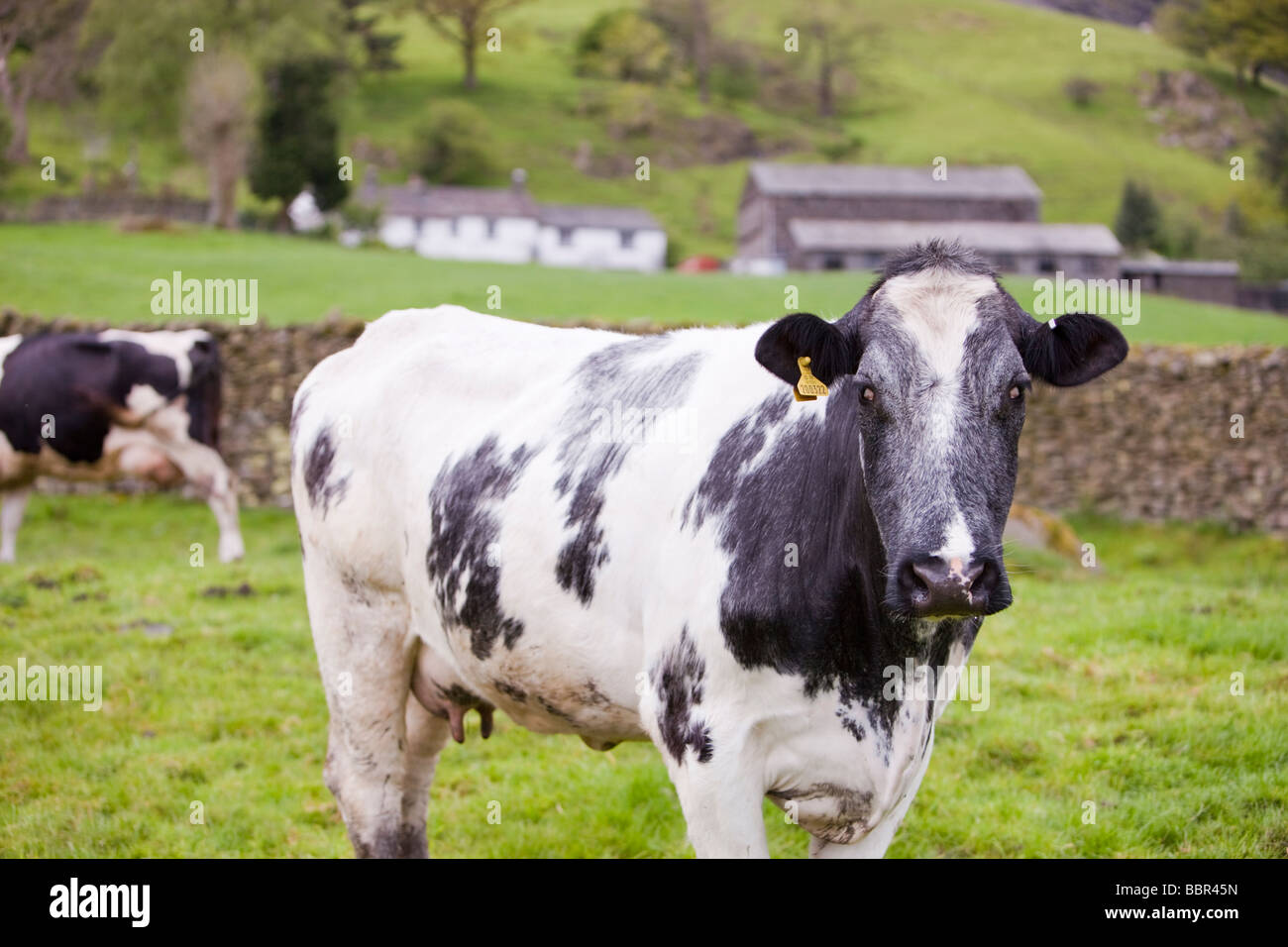 Belgian Blue Cow High Resolution Stock Photography and Images - Alamy