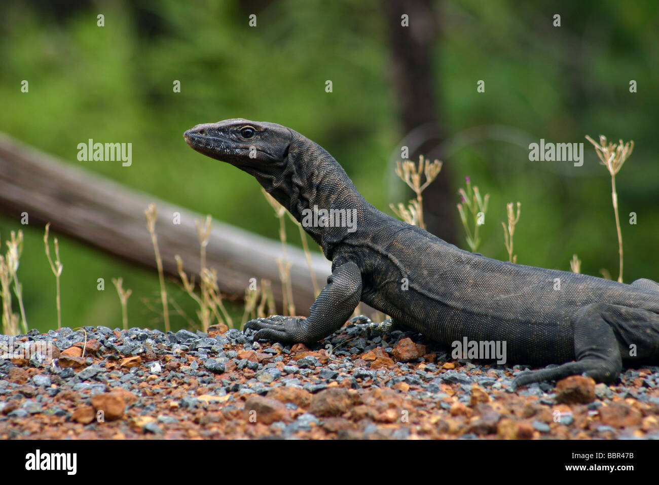 Goanna lizard australia hi-res stock photography and images - Alamy
