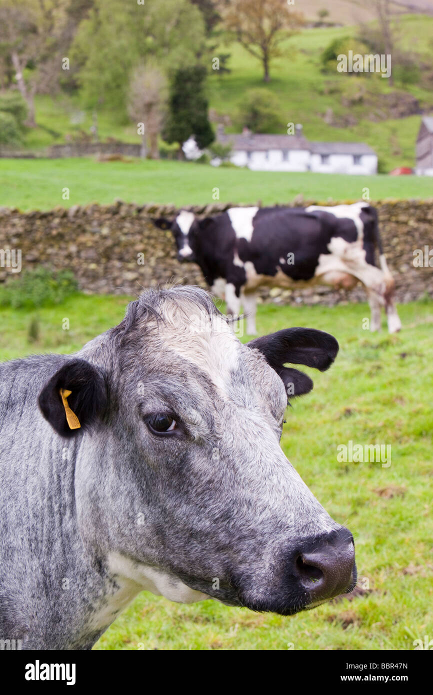 Upland farming cows uk hi-res stock photography and images - Alamy