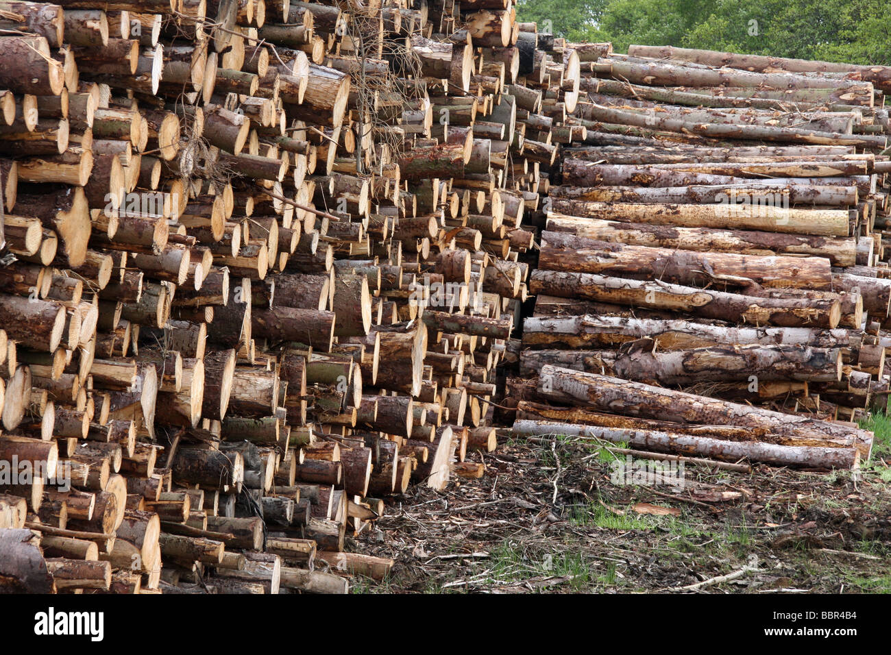Woodyard hi-res stock photography and images - Alamy