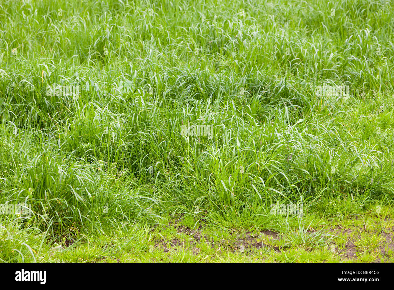 Rye grass being grown on Under Helm farm in Grasmere Lake District UK ...