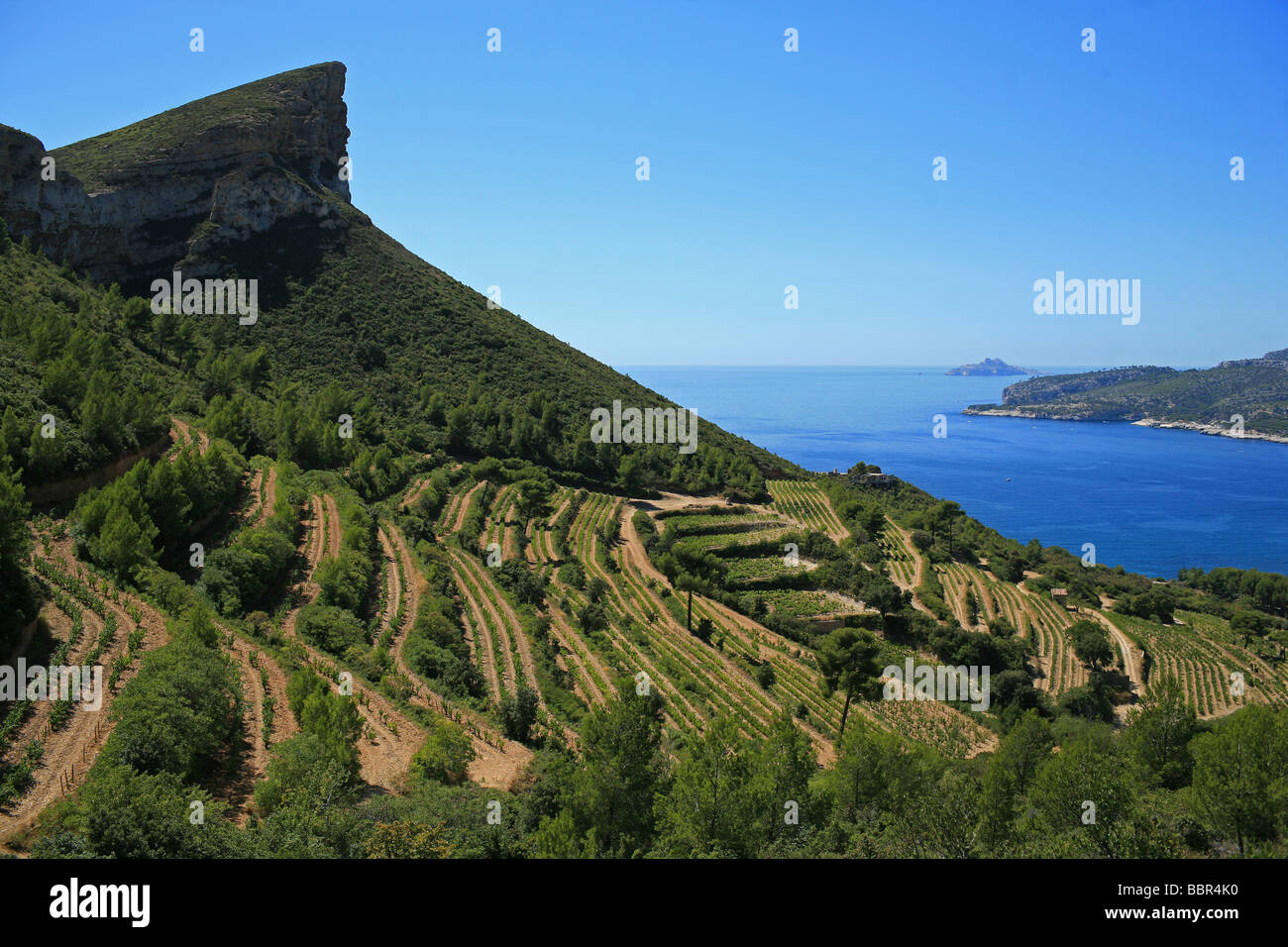 Cassis vineyard wine hi-res stock photography and images - Alamy