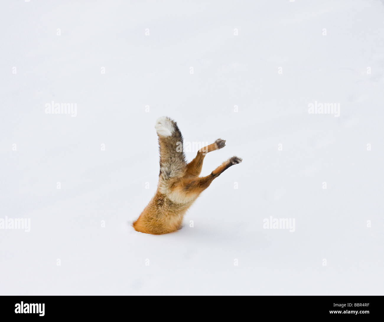 Red fox mousing in the snow hi-res stock photography and images - Alamy