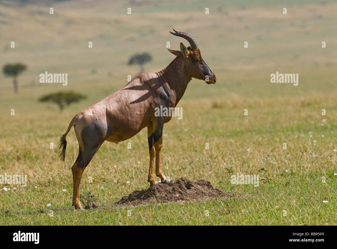 Masai mara kenia afrika hi-res stock photography and images - Alamy