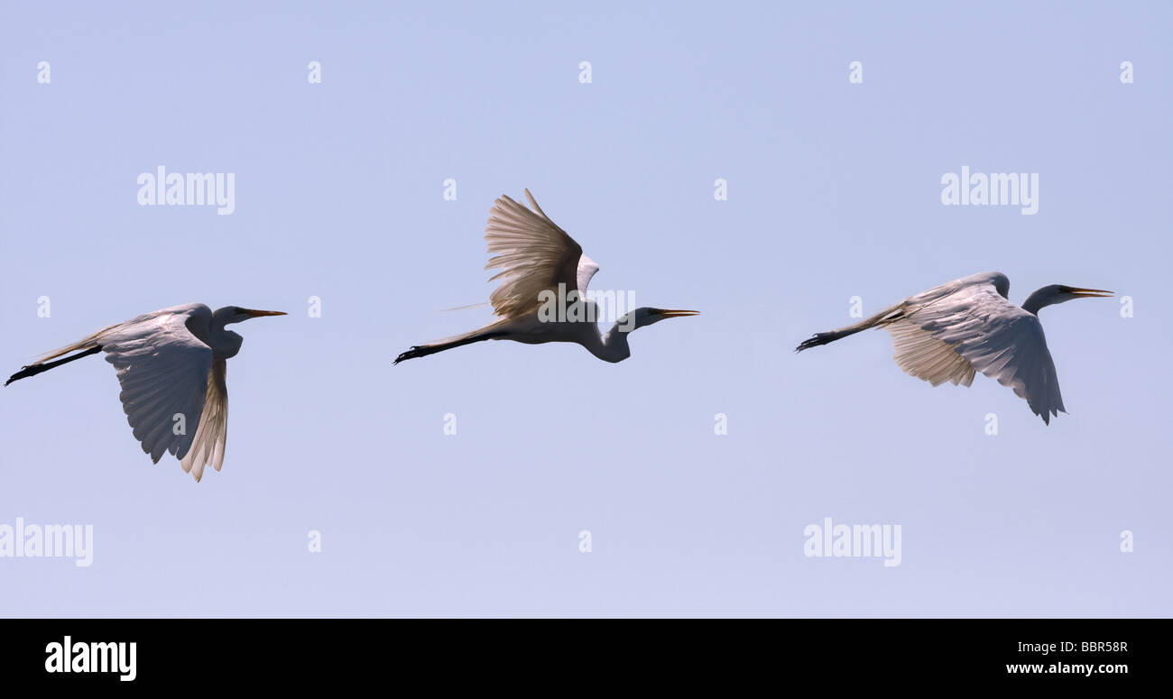 Three herons Flying in sky Stock Photo - Alamy
