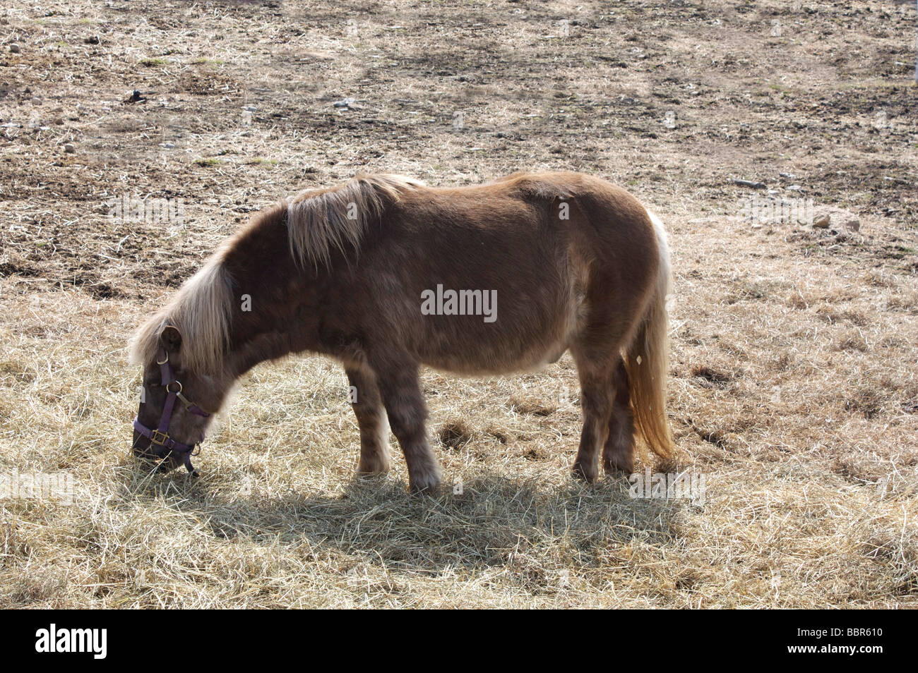 Pony standing in barnyard Stock Photo - Alamy