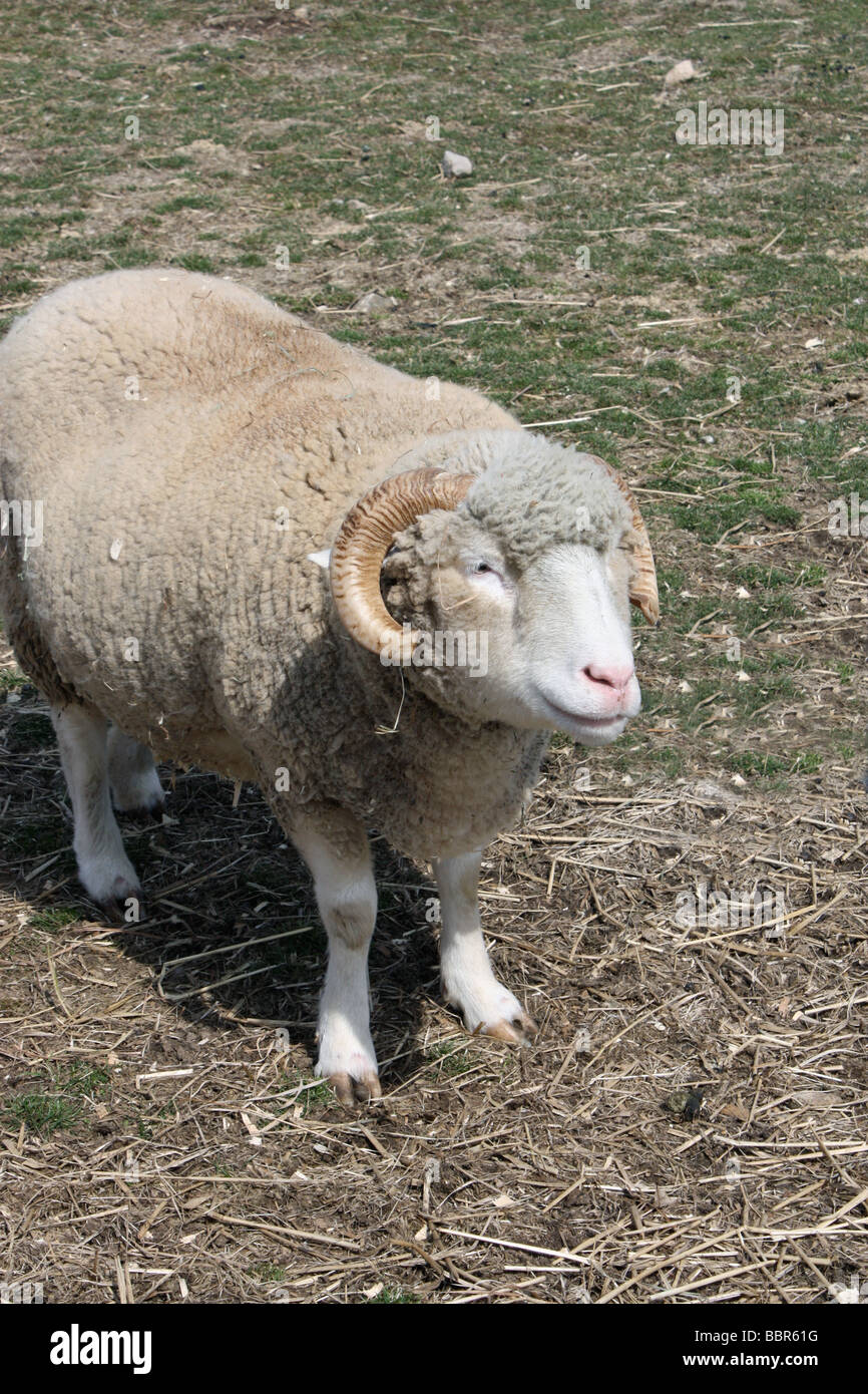 Dorset horn sheep hi-res stock photography and images - Alamy