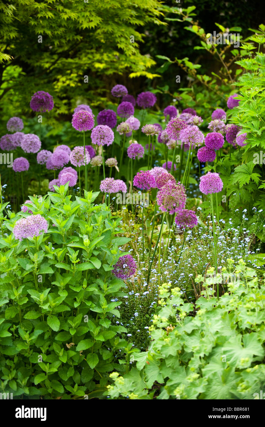 Purple alliums in Holehird Gardens during summer, Windermere UK Stock ...