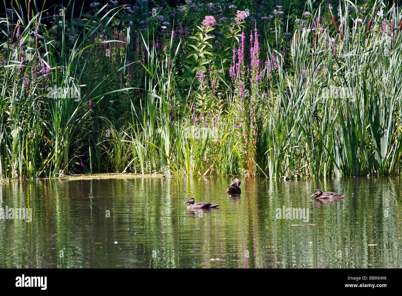 POND WITH DUCKS, THE PONDS OF THE TIERGARTEN, BERLIN, GERMANY Stock ...