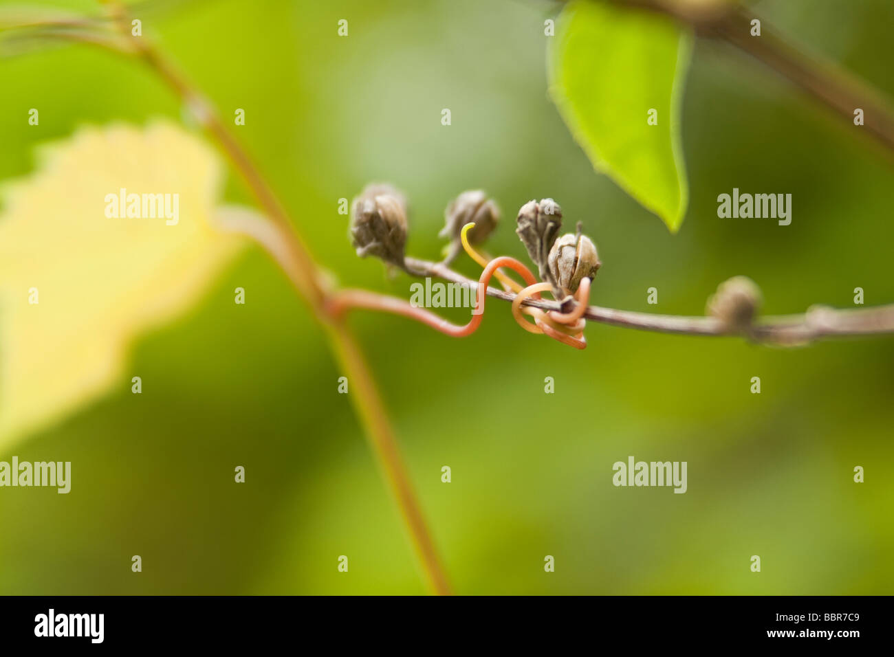 Macro springtime grapevine tendril, around berries Stock Photo - Alamy