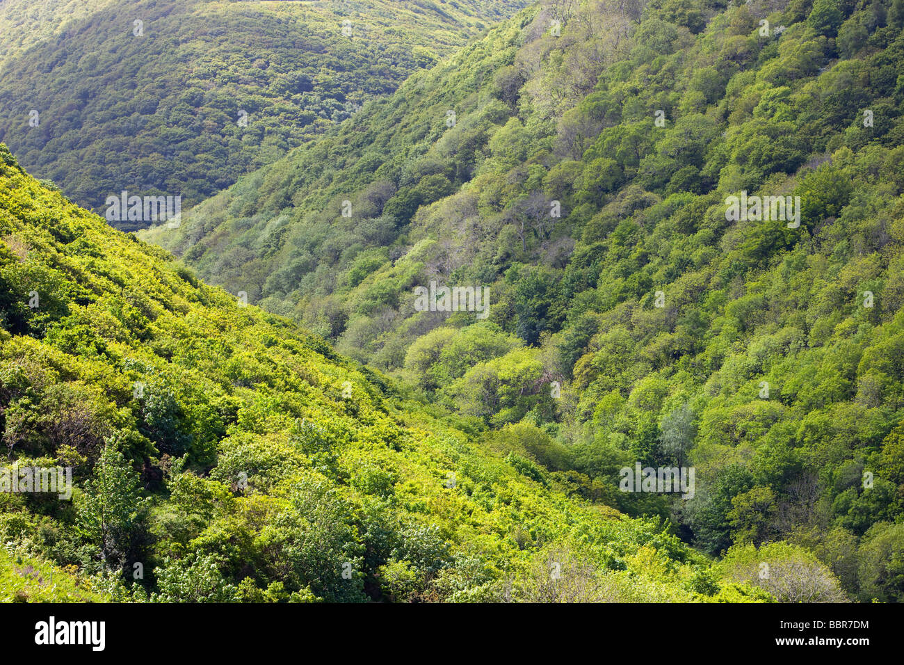 A wooded valley between Heddons mouth and Hunters Inn on the north ...